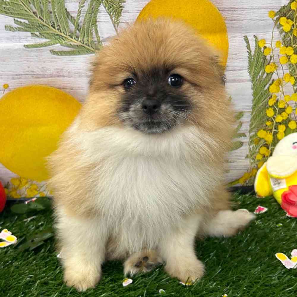 About Mini Aussie-Pomeranian Breed